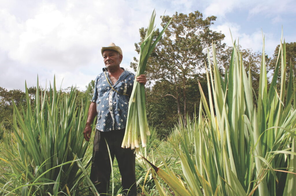 Conocimientos y técnicas tradicionales vinculadas al cultivo y ...